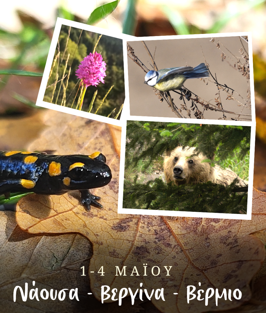 ΒΕΡΓΙΝΑ - ΒΕΡΜΙΟ - ΝΑΟΥΣΑ 1-4 Μαΐου με την Greenway Experience και την ...